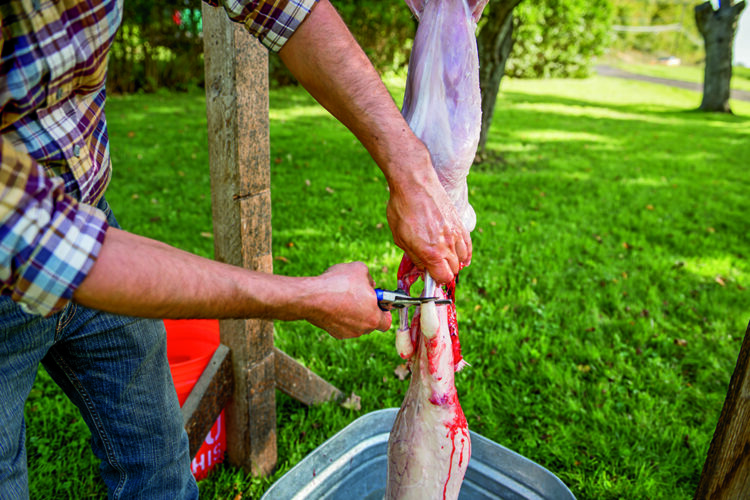 How to Butcher a Rabbit – Mother Earth News